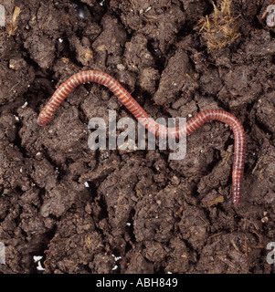 Redworm, brandling or tiger worm (Eisenia foetida) on soil surface ...