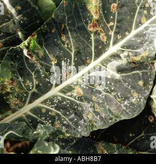 White blister rust Albugo candida on honesty Lunaria annua leaf Stock ...