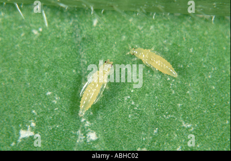 Western flower thrips Frankliniella occidentalis nymph on a leaf Stock ...