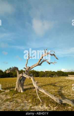 Dead tree, Netherlands Antilles, Bonaire, Bonaire Stock Photo - Alamy