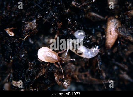 Predatory mite Hypoaspis miles Stock Photo - Alamy