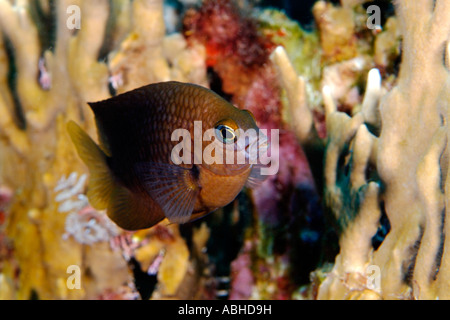 Beaugregory fish in Bonaire Stock Photo - Alamy