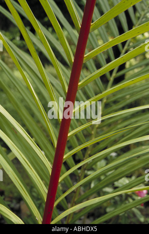 coconut palm tree closeup Stock Photo - Alamy