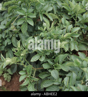 Ring rot Corynebacterium sepedonicum potato tuber stolon end damage ...