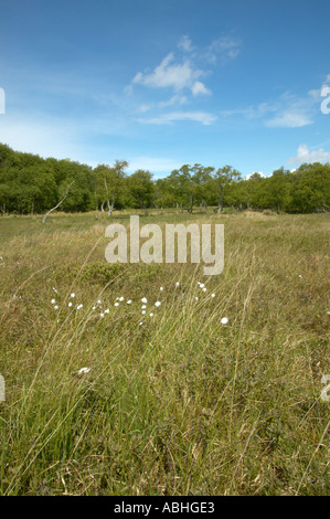 Cotton Grass, Sphagnum Moss and Heather Growing in a Peatland Blanket ...