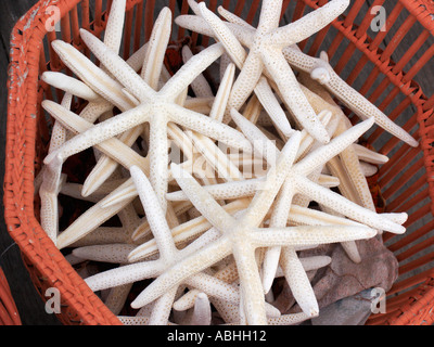 baskets of exotic shells and sea creatures for sale on Llandudno pier ...