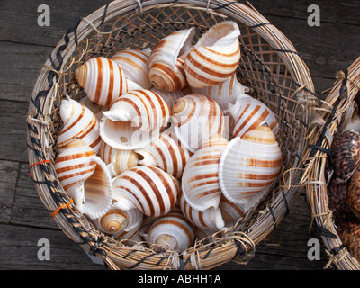 baskets of exotic shells and sea creatures for sale on Llandudno pier ...