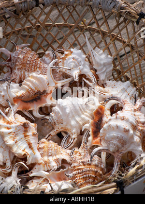 baskets of exotic shells and sea creatures for sale on Llandudno pier ...