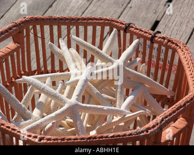 baskets of exotic shells and sea creatures for sale on Llandudno pier ...