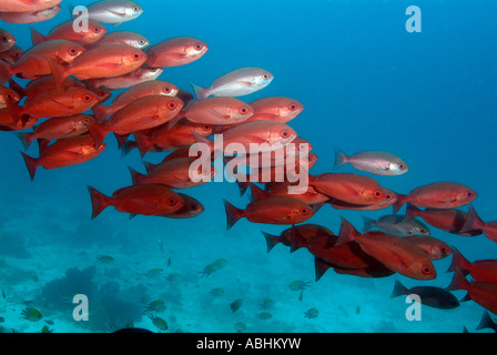 School of slender pinjalo fish, Pinjalo lewisi, Raja Ampat Stock Photo ...