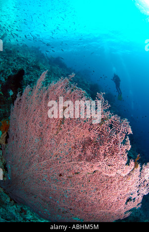 Gorgonian fan, Melithaeidae, Raja Ampat Stock Photo - Alamy