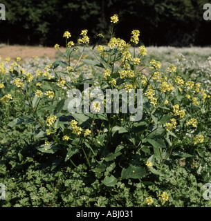 Charlock Sinapis arvensis weeds flowering in wheat crop at flag leaf ...