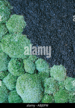 Lump of green moss Stock Photo - Alamy