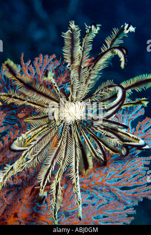 Feather star, Himerometra bartschi around the island of Bunaken Stock ...