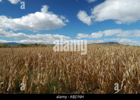 Ripe corn field in Colorado State, USA Stock Photo - Alamy