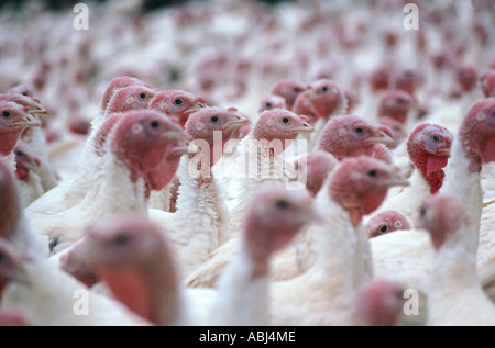 Flock of turkeys on farm Stock Photo - Alamy