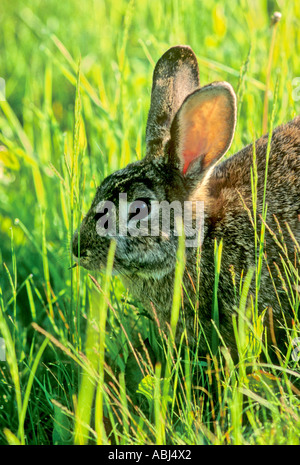 Close-up of rabbit on grass field Stock Photo - Alamy