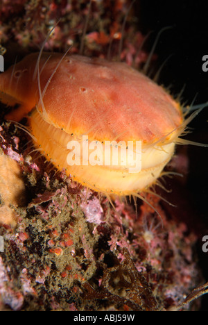 Spiny Scallop (Chlamys hastata) swimming with multiple eyes visible ...