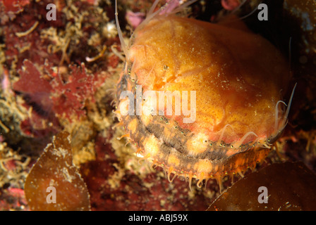 Spiny pink scallop in South of Vancouver Island Stock Photo - Alamy