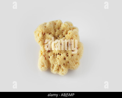 Bath Sponge (Spongia officinalis), studio picture Stock Photo - Alamy