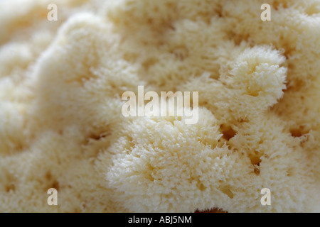 Bath Sponge (Spongia officinalis), studio picture Stock Photo - Alamy