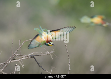 A colourful Bee-Eater in flight Stock Photo - Alamy