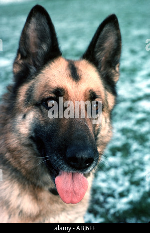 German Shepherd Alsatian Police Dog Stock Photo - Alamy