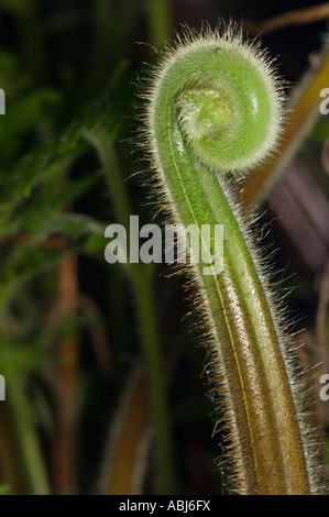 A single, vibrant green leaf is emerging from a tree branch Stock Photo ...