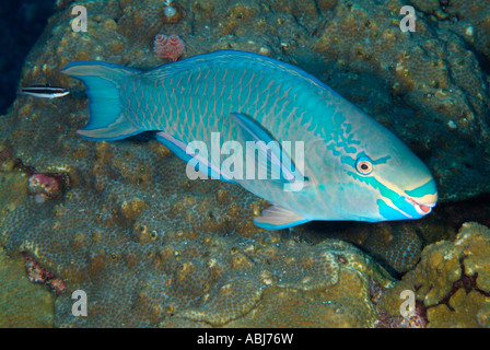 QUEEN PARROTFISH SCARUS VETULA IN MUCOUS COCOON Stock Photo - Alamy