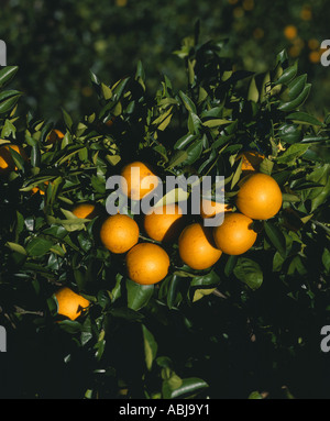 A cluster of oranges grow in a grove Tuesday, Feb. 18, 2025, in Sebring ...