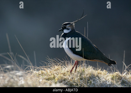 Northern lapwing Vanellus vanellus Scotland Stock Photo - Alamy