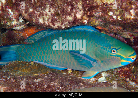 QUEEN PARROTFISH SCARUS VETULA IN MUCOUS COCOON Stock Photo - Alamy