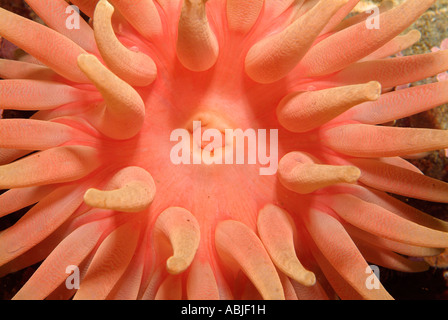 Northern Red Anemone, (Urticina felina), The orange balls in the tips ...