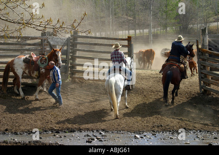 Cowboys rounding up cattle for branding near Emmett Idaho Stock Photo ...