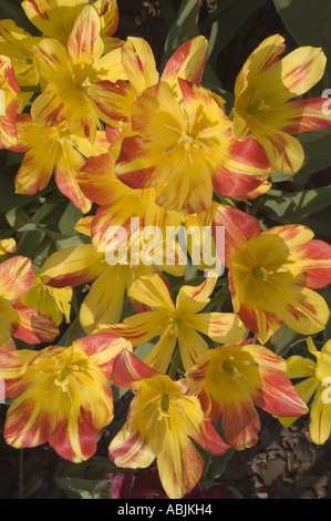 Variegated Flowers in Full Bloom Stock Photo - Alamy