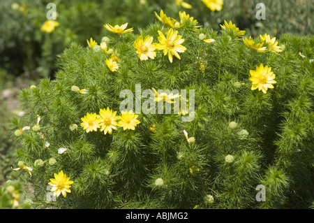 Ranunculaceae. Adonis vernalis. Sweet Vernal Stock Photo - Alamy