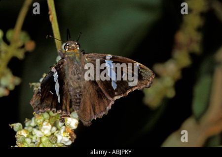 Falcate Skipper (Spathilepia clonius Stock Photo - Alamy