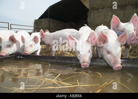Weaner pigs at water trough in small pig rearing unit Norfolk UK Stock ...