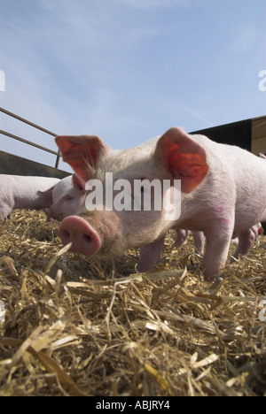 Weaner pigs small pig rearing unit Norfolk UK Stock Photo - Alamy