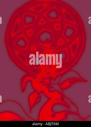 Flower illustration. Sacred Bean Stock Photo - Alamy