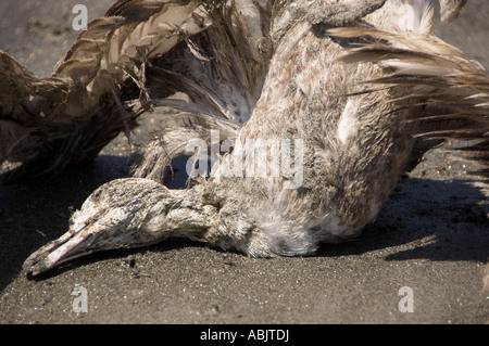 Dead Gull on the Beach, Baja California Stock Photo - Alamy