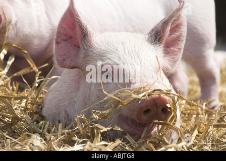 Weaner pigs small pig rearing unit Norfolk UK Stock Photo - Alamy