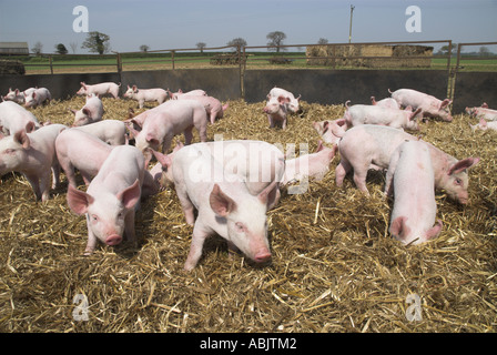 Weaner pigs in straw bedding in small pig rearing unit Norfolk UK Stock ...
