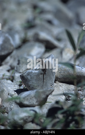 Lizard sunbathing on a rock Stock Photo - Alamy