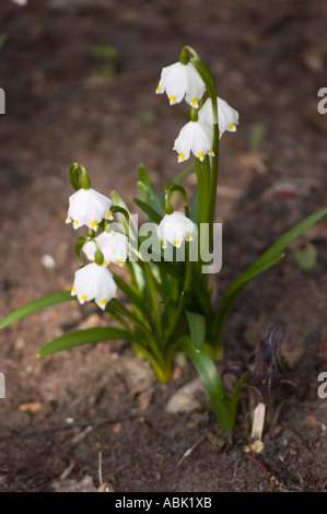 early spring snowflake flowers Stock Photo - Alamy