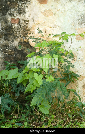 Estate Little Princess, Christiansted, St Croix, US Virgin Islands ...