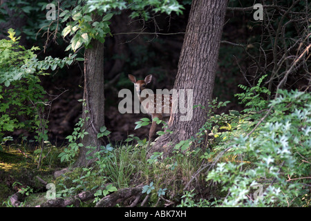 A fawn in the forest behing a tree Stock Photo - Alamy