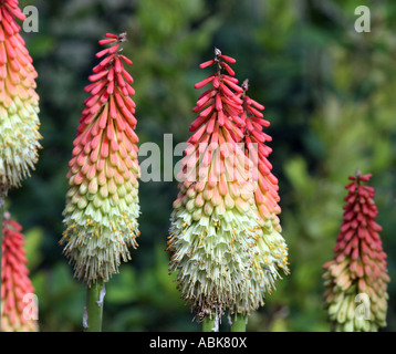 Kniphofia praecox Red Hot Poker Stock Photo - Alamy