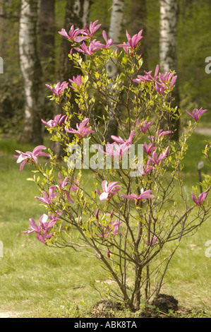 small magnolia tree with pink flowers. large number of magnolia flowers ...