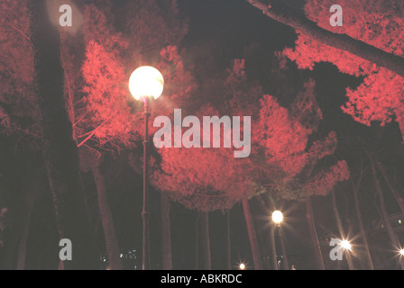 woods lit by red dramatic street lights at night Stock Photo - Alamy